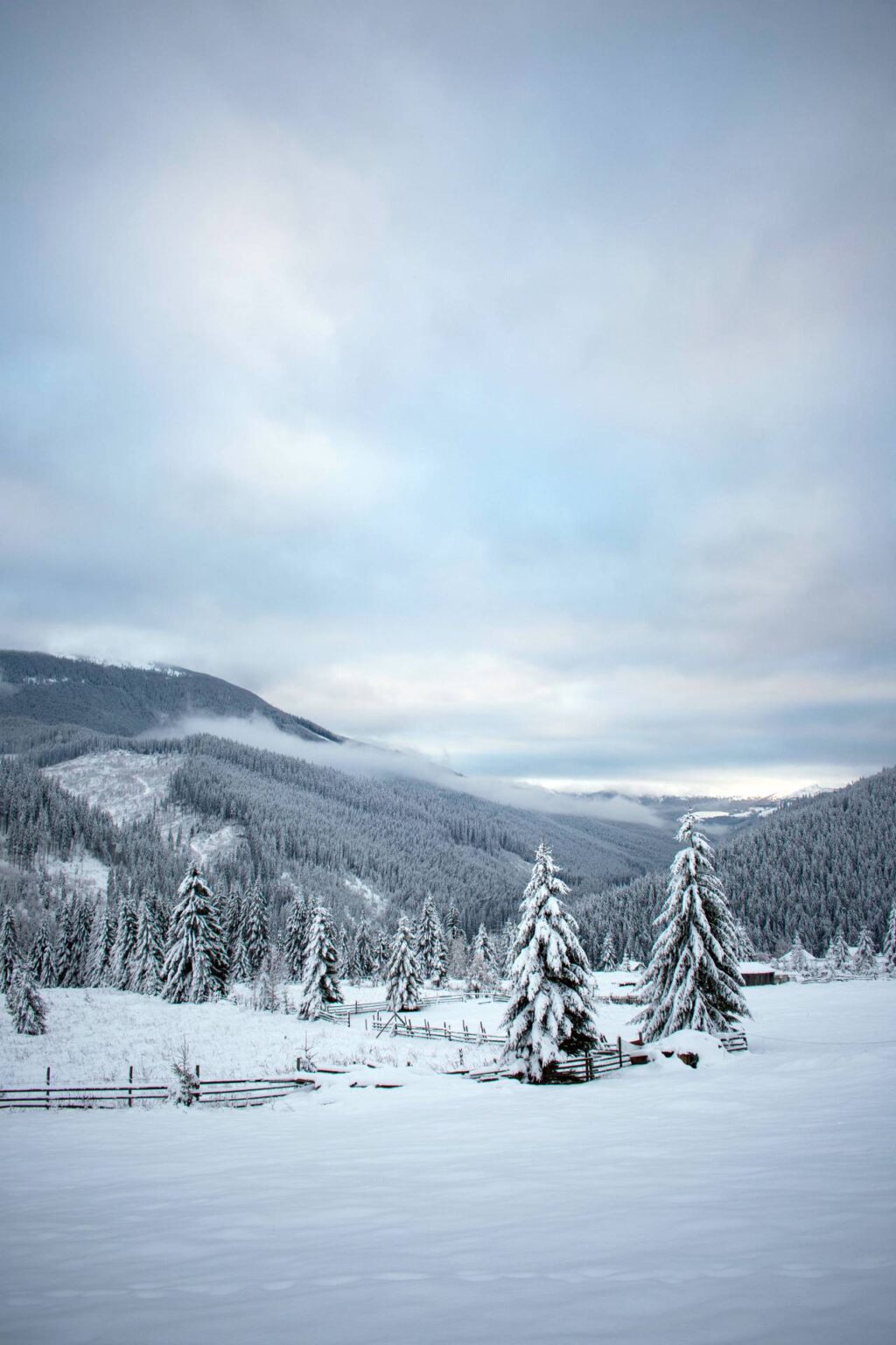 Haita Land - Chalets in the Wild Nature of the Călimani Mountains